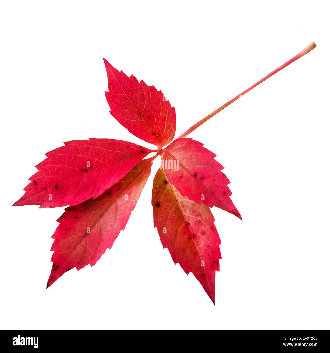 Autumn leaves isolated against white background Stock Photo - Alamy