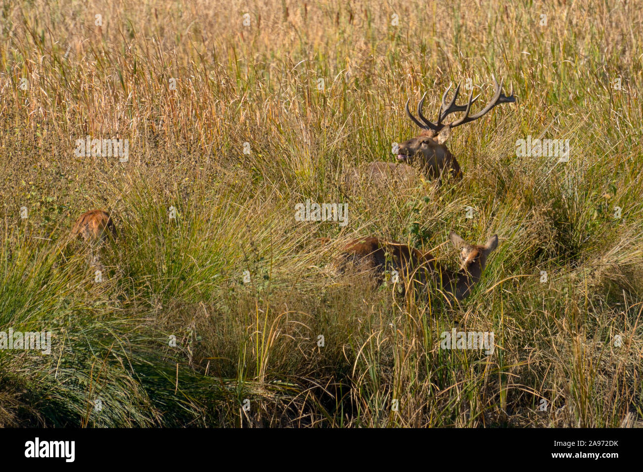 deer in the mating period Stock Photo - Alamy