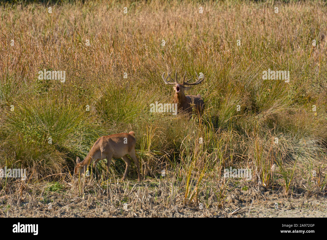 Mating period hi-res stock photography and images - Alamy