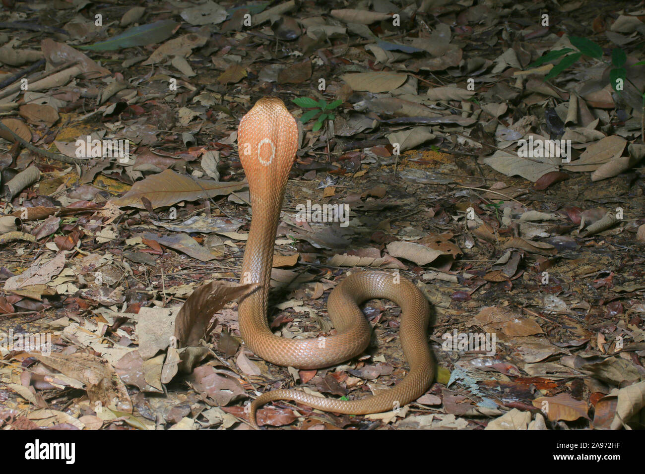 Monocled cobra, Naja kouthia, monocellate cobra Stock Photo - Alamy
