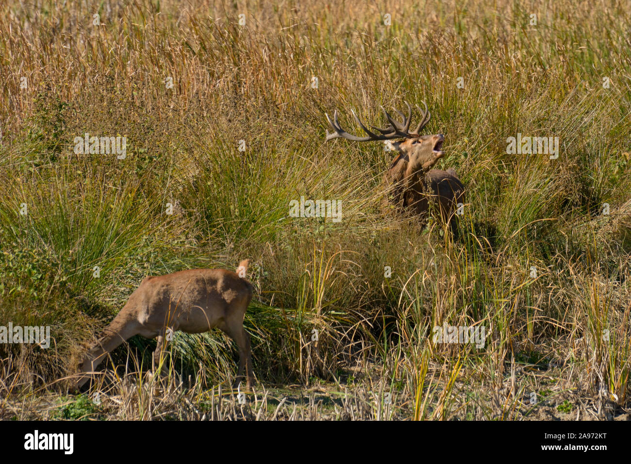 deer in the mating period Stock Photo - Alamy