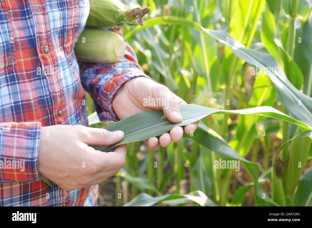 Golden corn stalks hi-res stock photography and images - Alamy