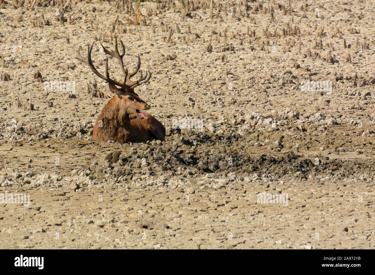 deer taking a mud bath to remove parasites Stock Photo - Alamy