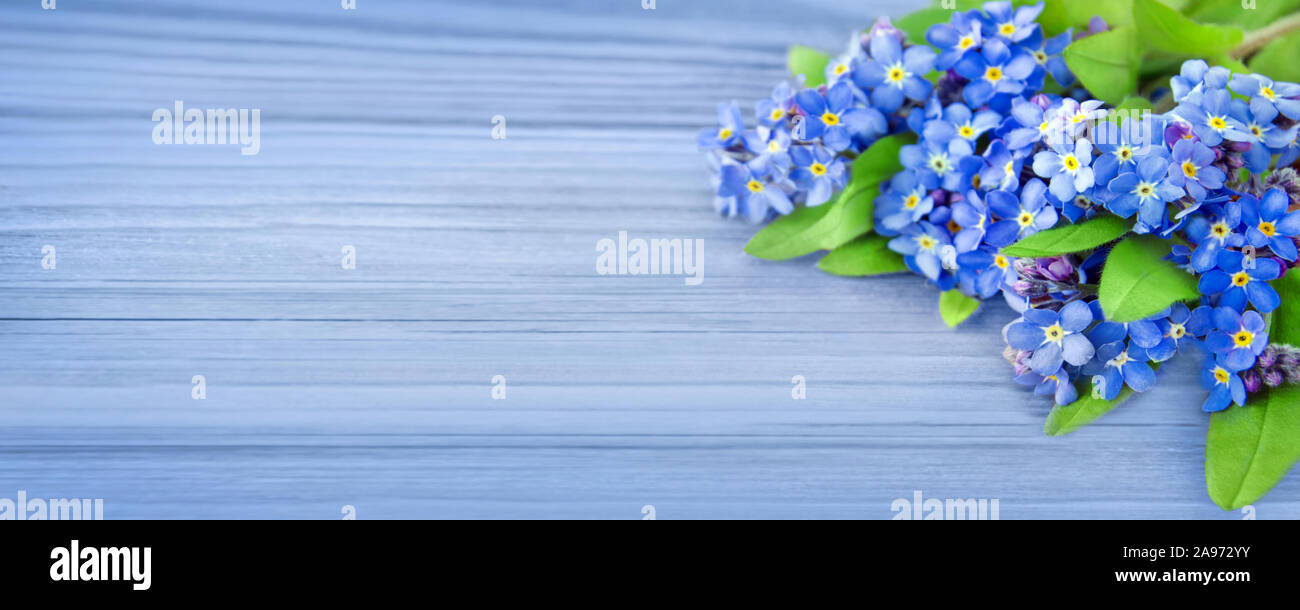 Forget-me-not flowers and blue background Stock Photo - Alamy