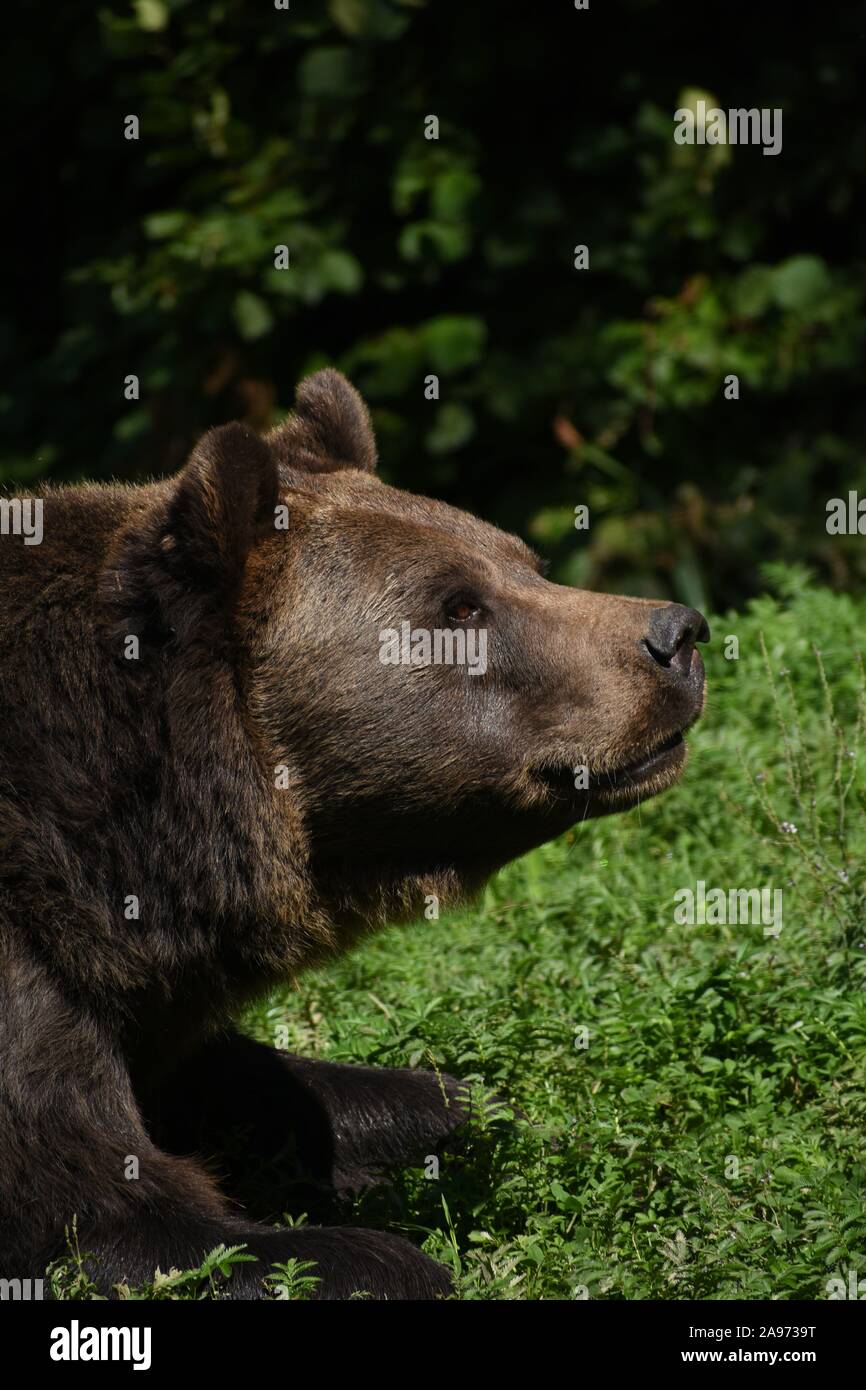 Sunbathing brown bear Stock Photo - Alamy