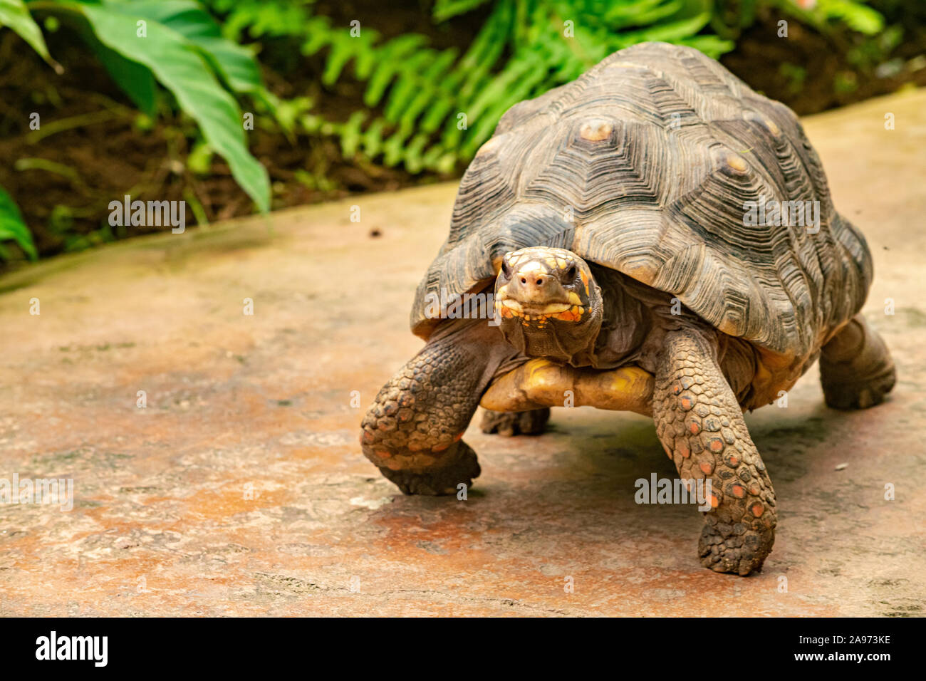 Turtle vector hi-res stock photography and images - Alamy