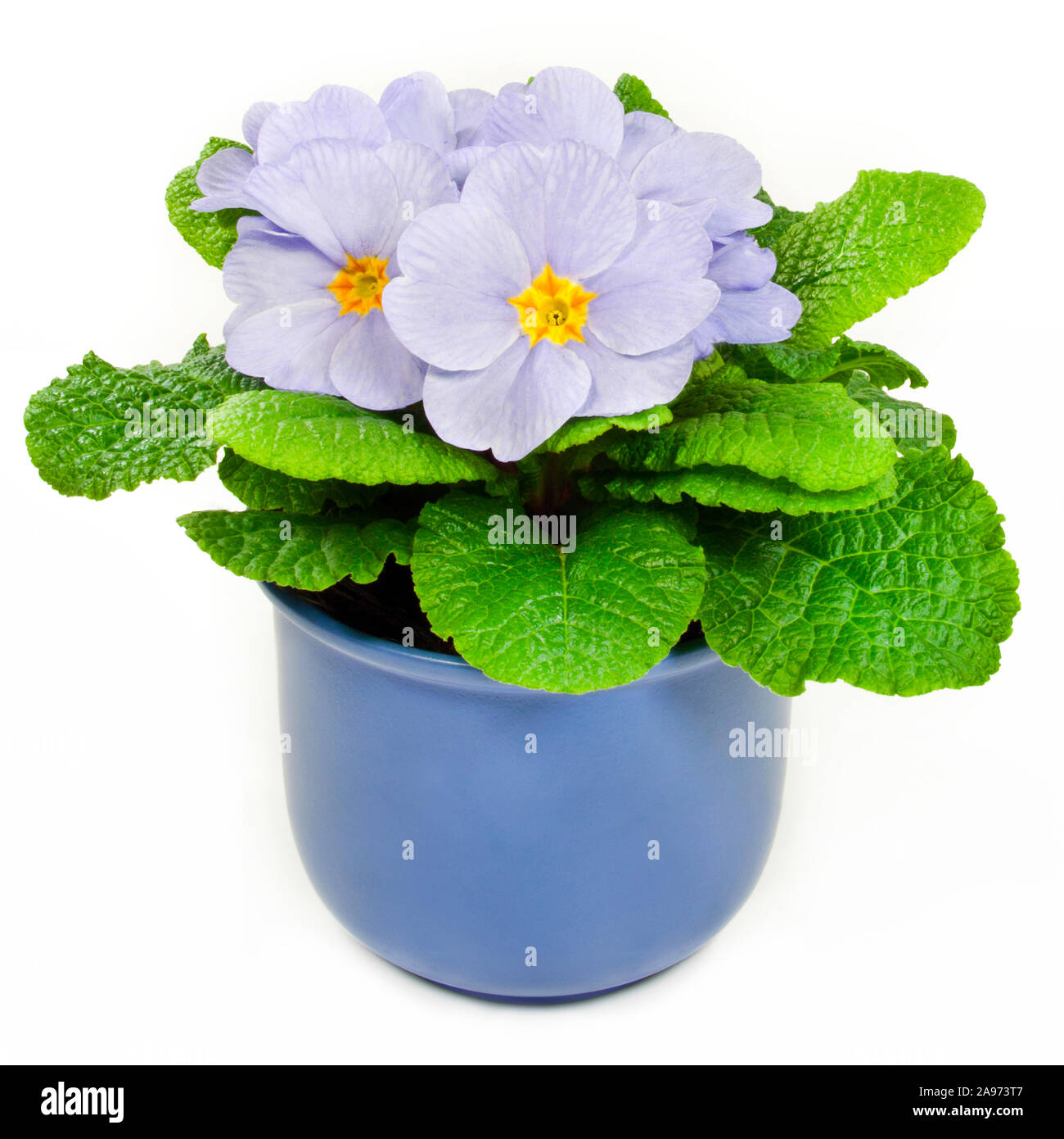 Primroses and flower pot isolated against white background Stock Photo ...