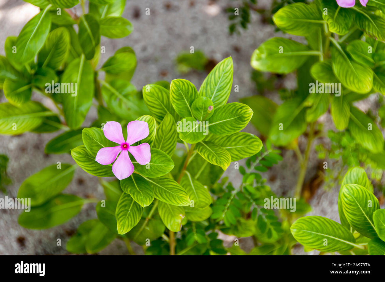 Beach bushes hi-res stock photography and images - Alamy