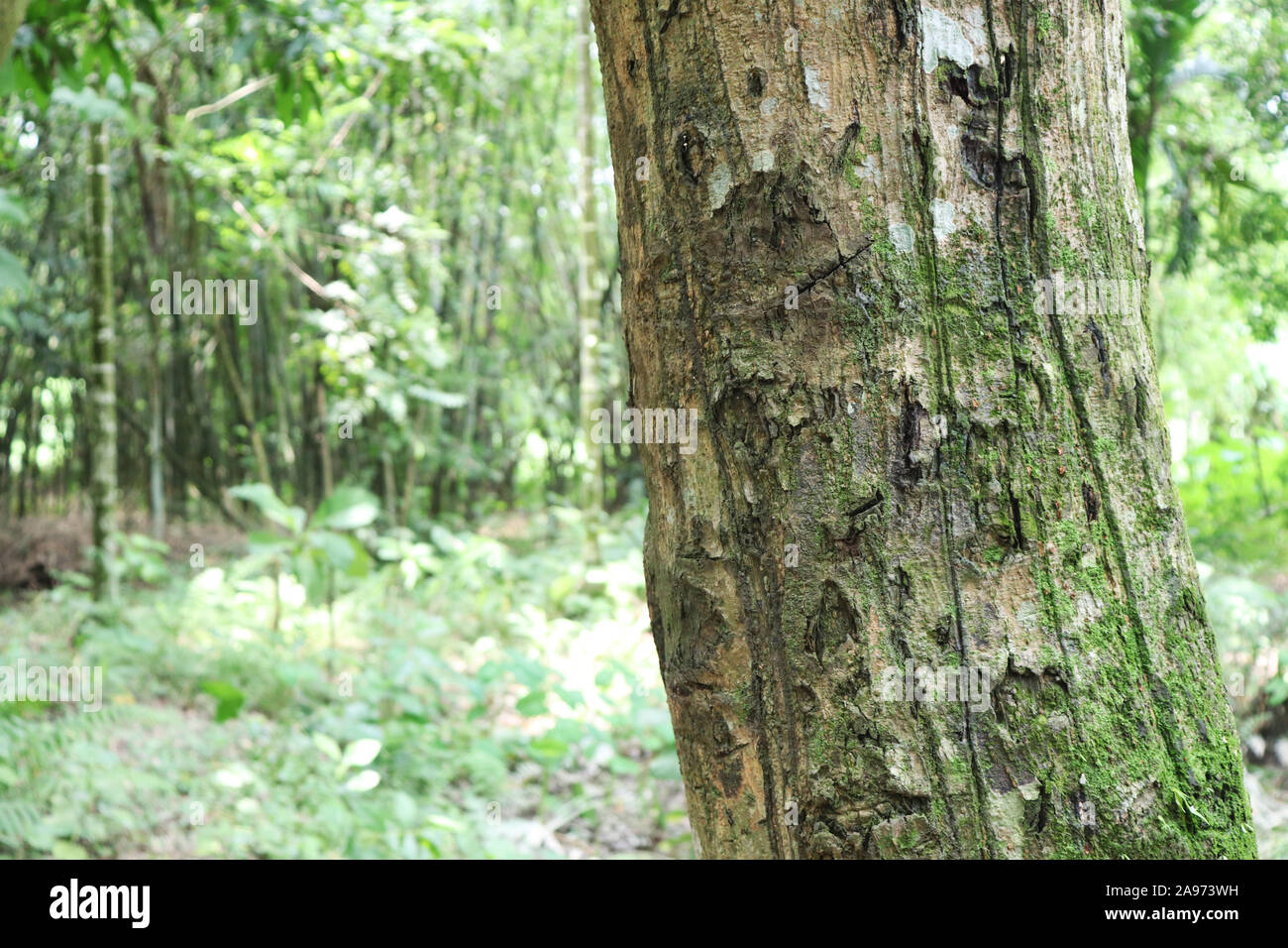 Tree bark texture. The body of the tree Stock Photo - Alamy