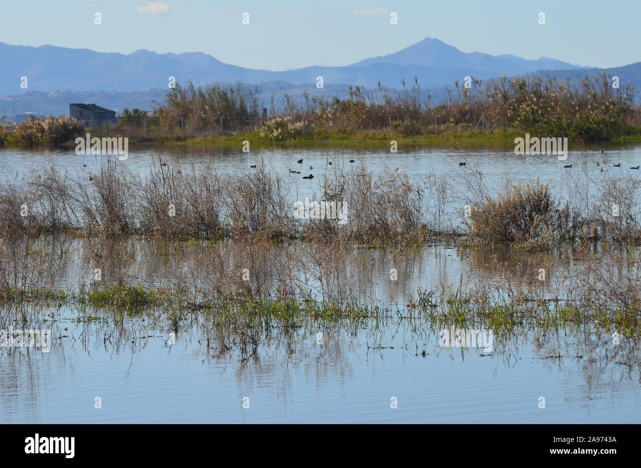 Albufera natural park, a wetland of international importance in ...