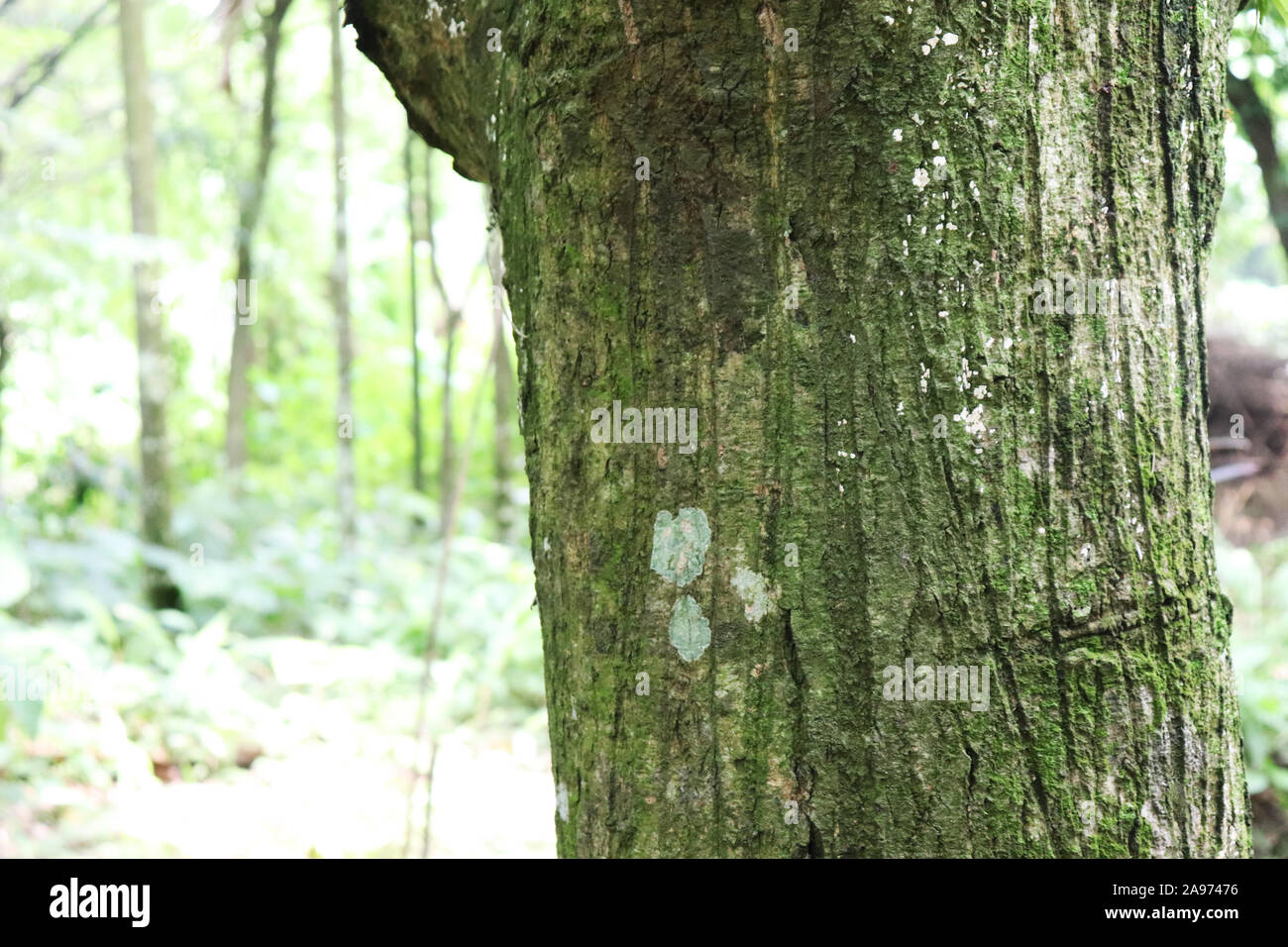 Tree bark texture. The body of the tree Stock Photo - Alamy