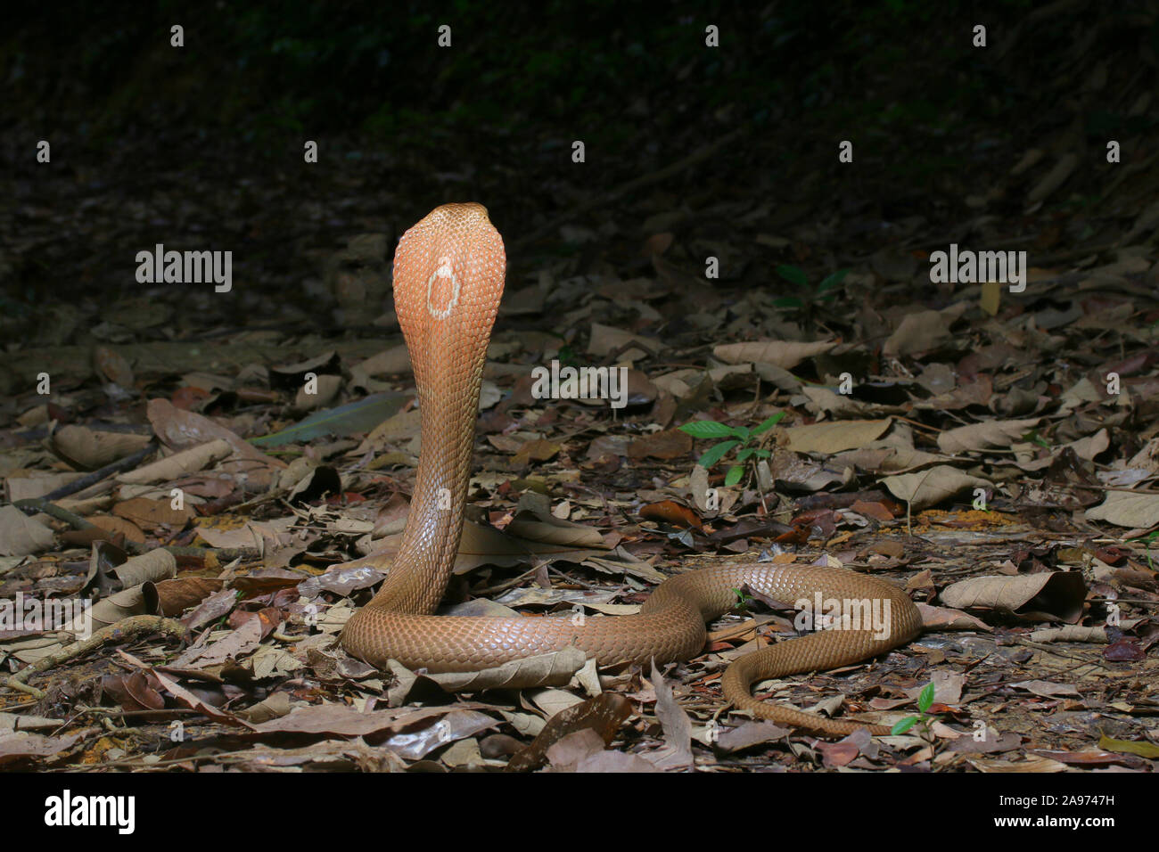 Monocled cobra, Naja kouthia, monocellate cobra Stock Photo - Alamy