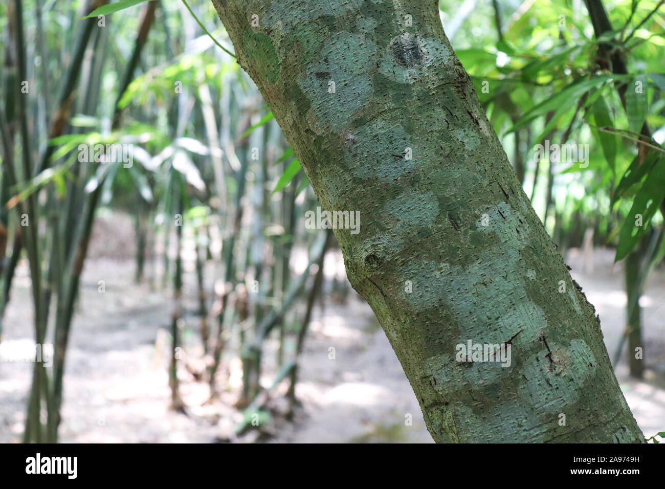 Tree bark texture. The body of the tree Stock Photo - Alamy