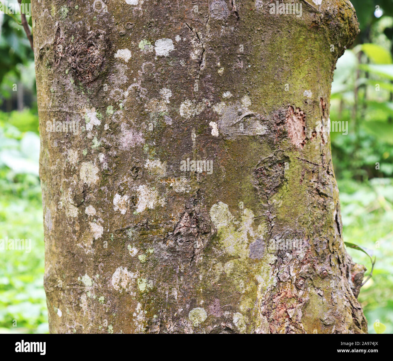 Tree bark texture. The body of the tree Stock Photo - Alamy