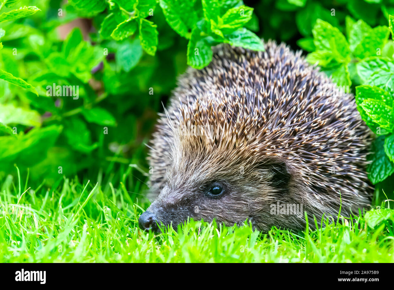 Wild, native hedgehog foraging in hedgehog friendly garden. Taken ...