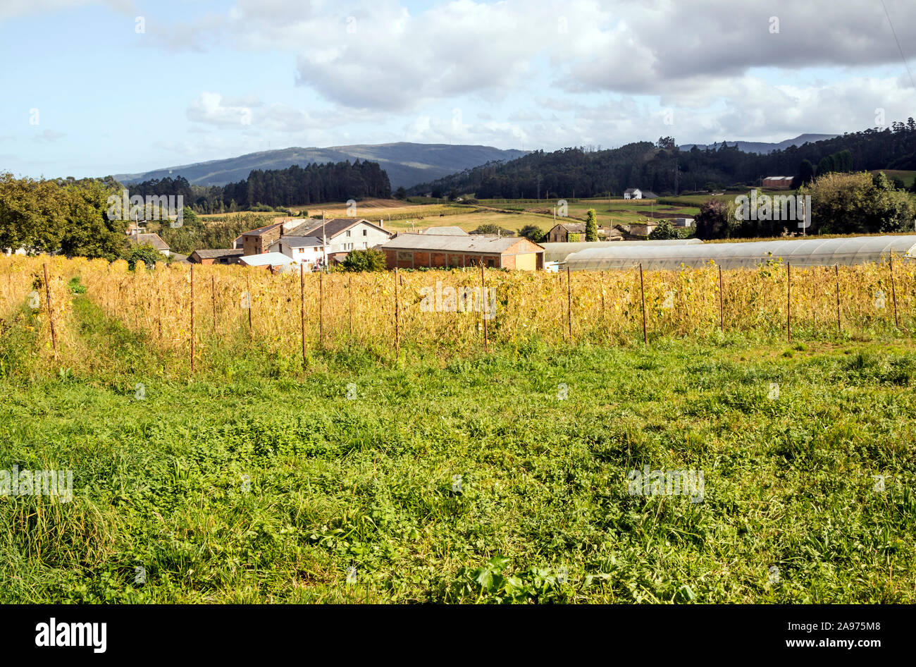 Trees in the forest of the north of Spain Stock Photo - Alamy