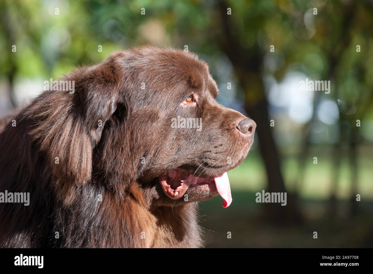Brown Newfoundland Portrait Dog Stock Photos & Brown Newfoundland ...