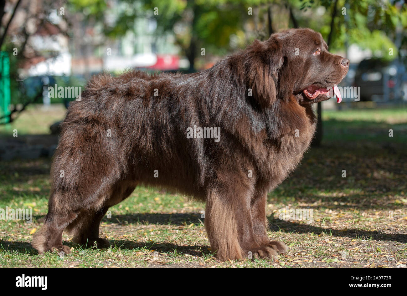 Newfoundland dog brown hi-res stock photography and images - Alamy