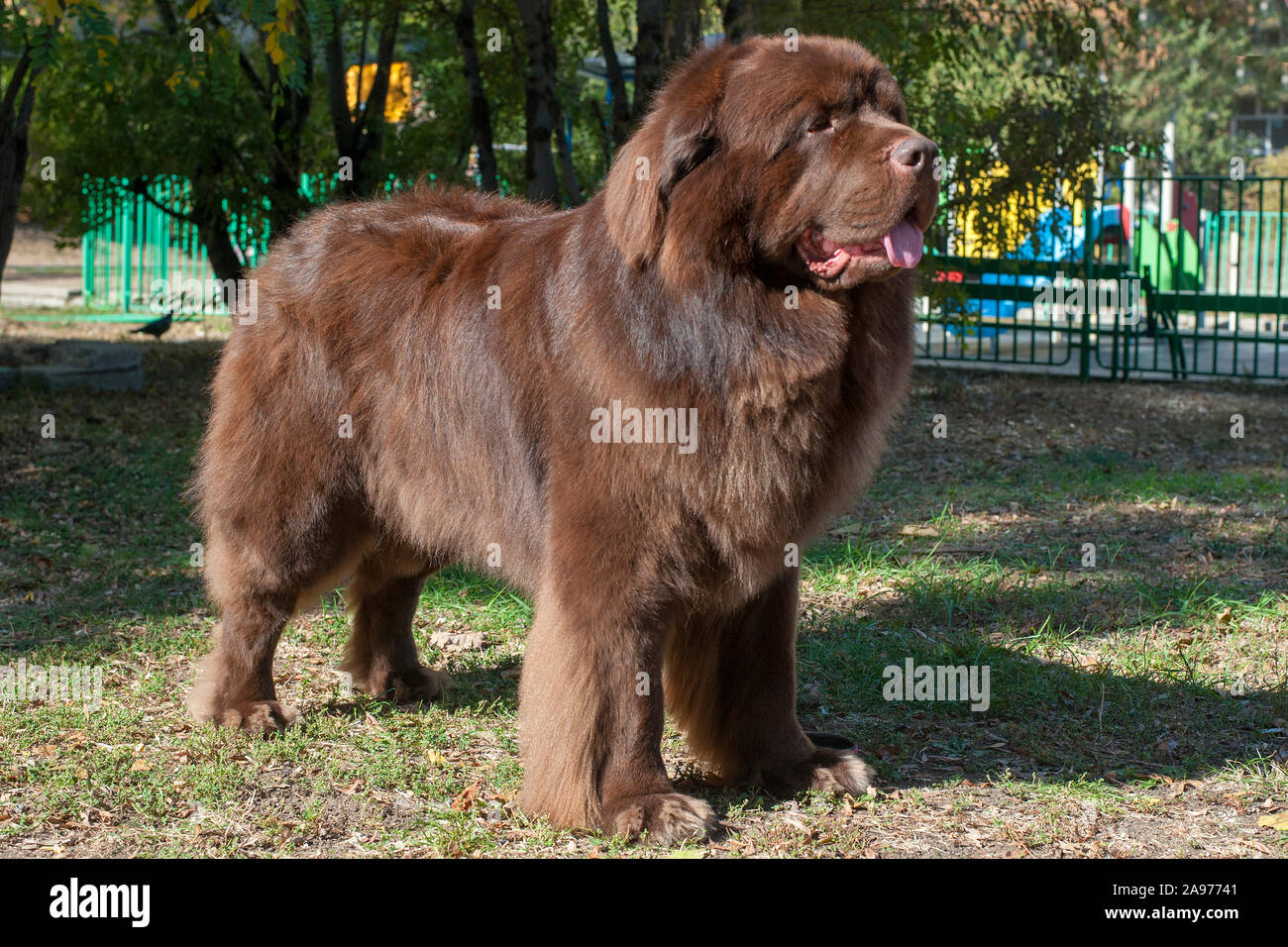Brown newfoundland dog hi-res stock photography and images - Alamy