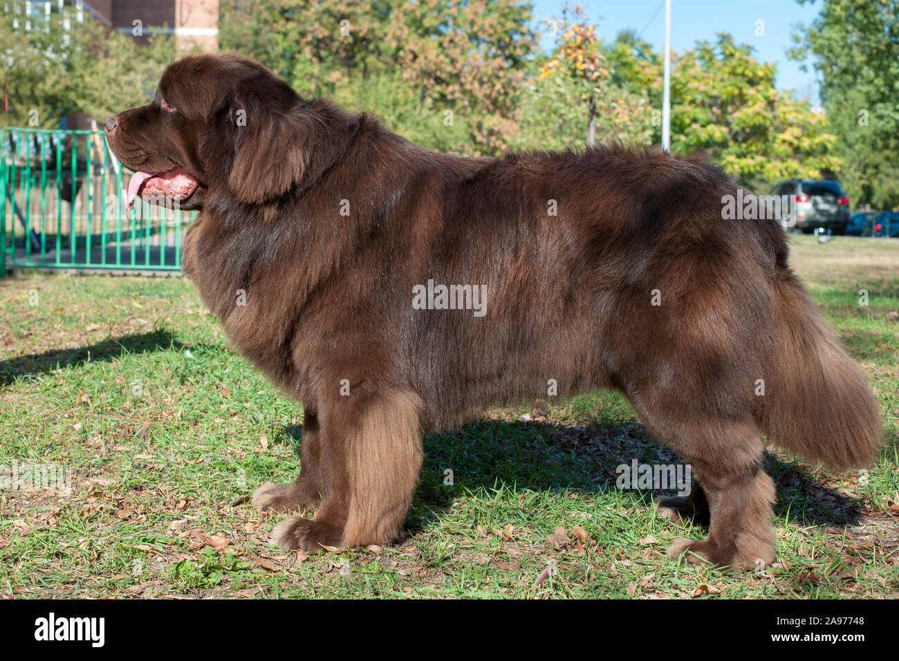 Brown newfoundland dog hi-res stock photography and images - Alamy