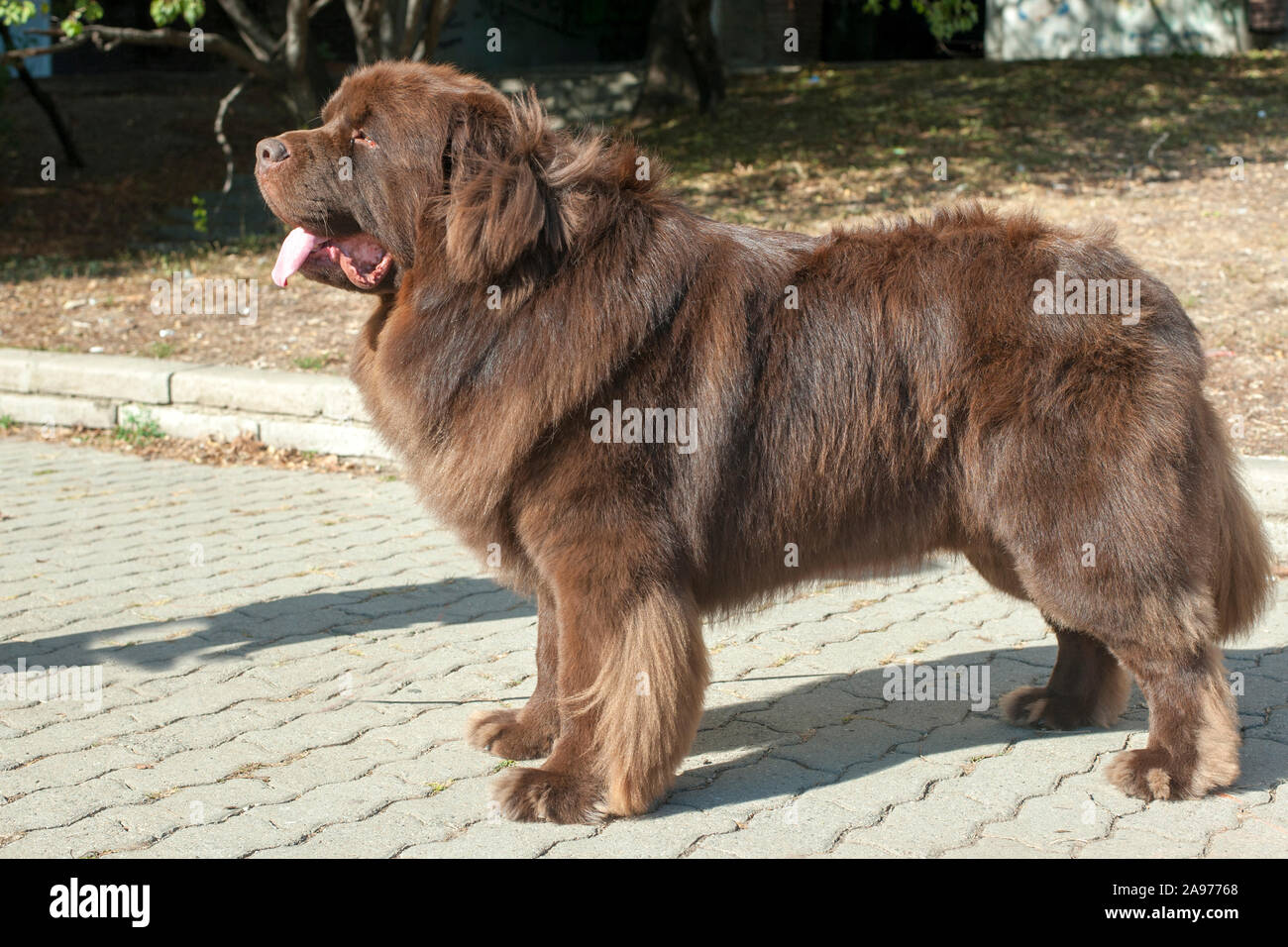 Newfoundland dog brown hi-res stock photography and images - Alamy