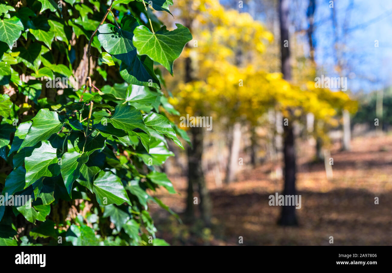 Evergreen climbing common ivy in fall landscape. Hedera helix. Sunlit ...