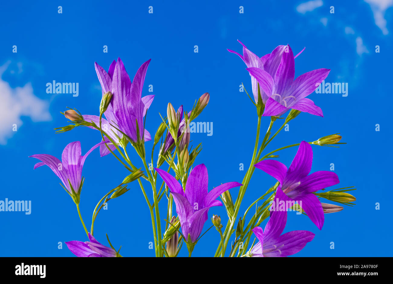 Flowering spreading bellflower detail. Campanula patula. Wild meadow ...