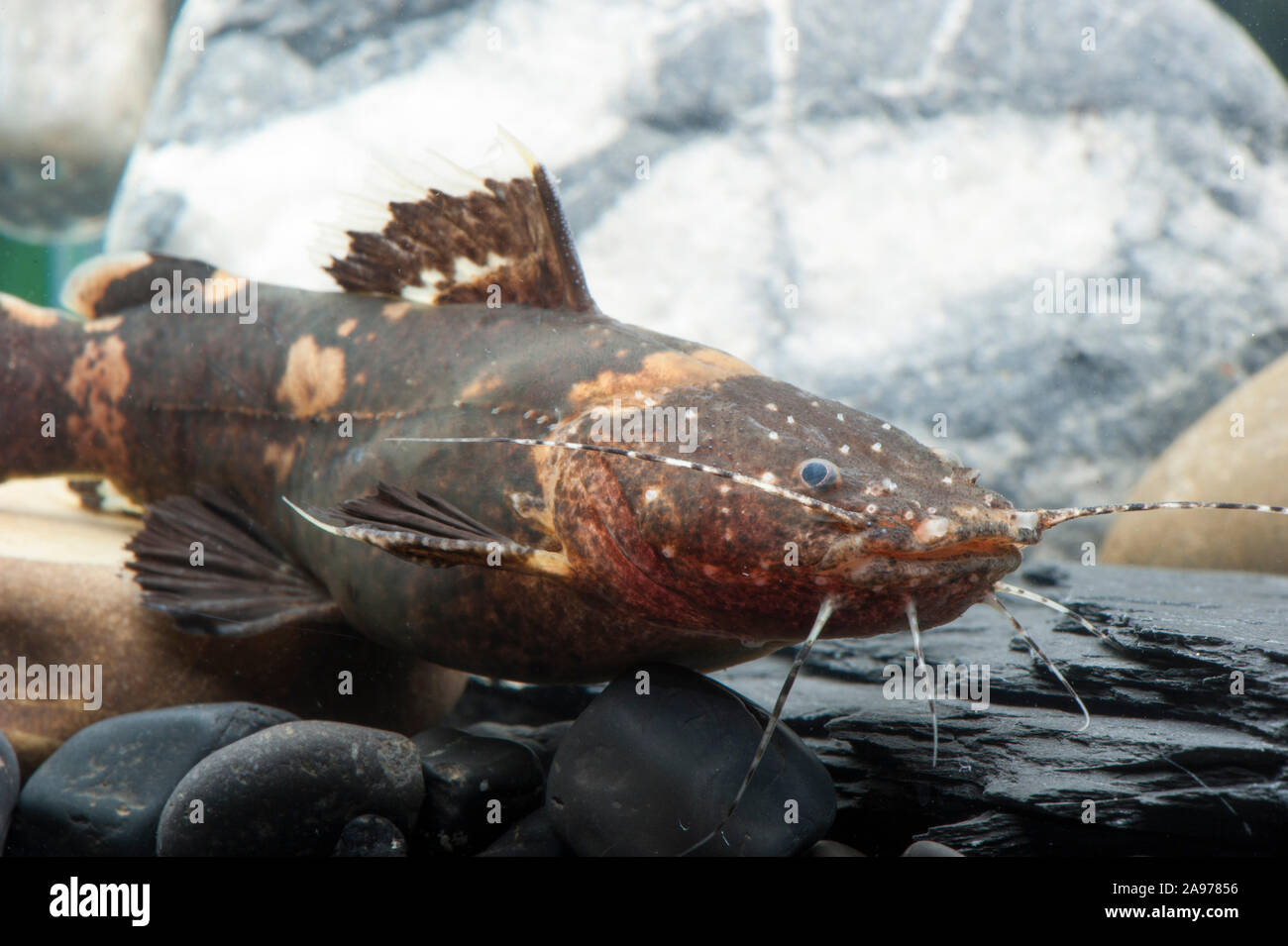 Batrochoglanis raninus,Frosch-Fettwels,Frogmouth catfish Stock Photo ...