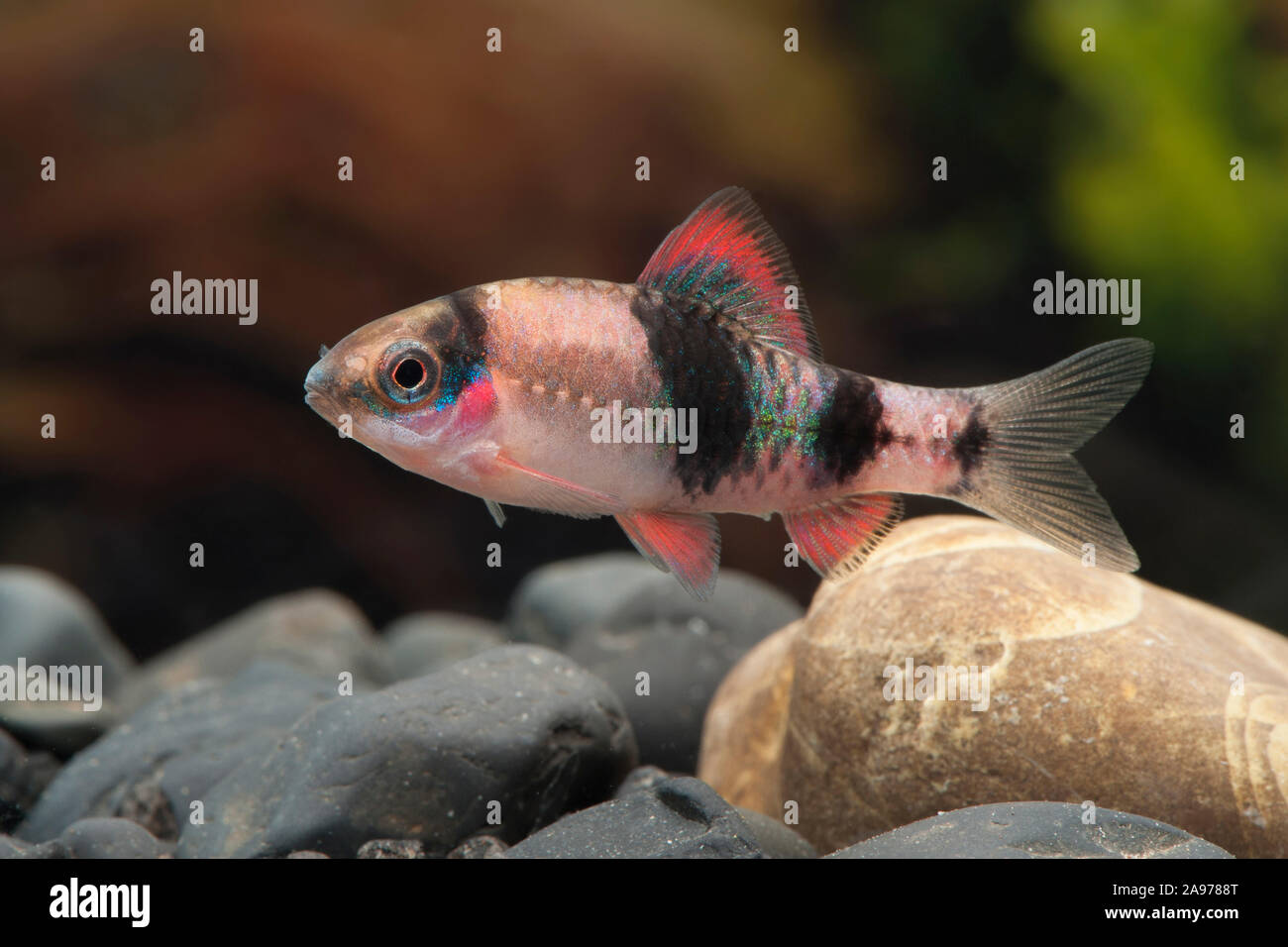 Melon barb hi-res stock photography and images - Alamy