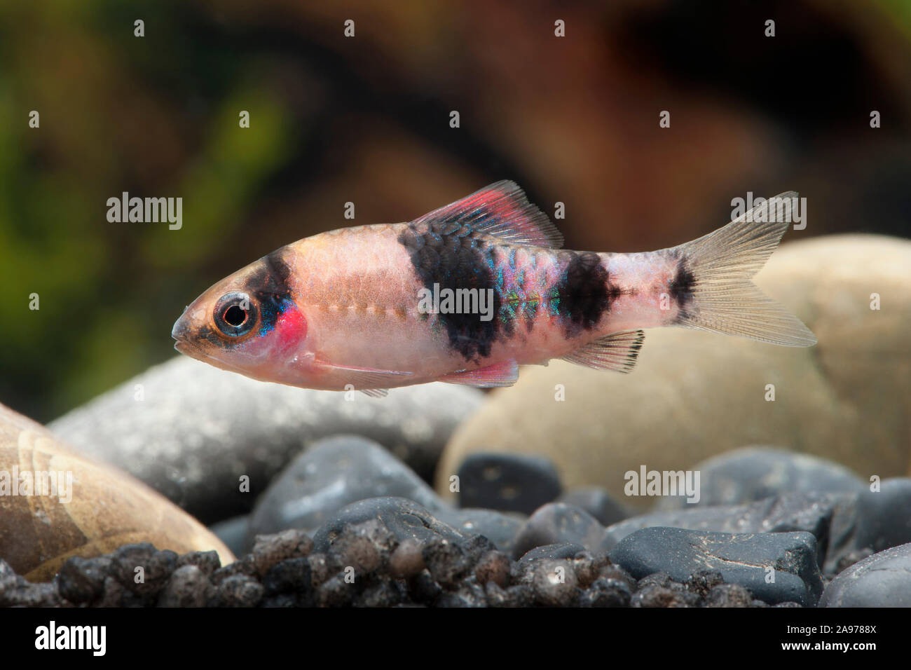 Haludaria fasciata,Gluehkohlenbarbe,Melon Barb Stock Photo - Alamy