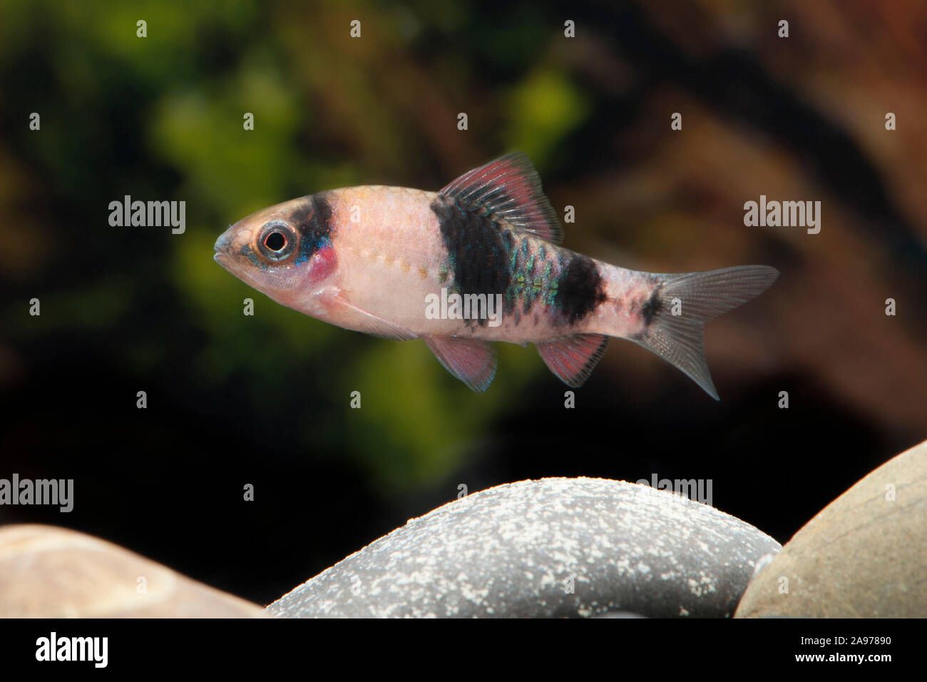 Melon Barb High Resolution Stock Photography and Images - Alamy