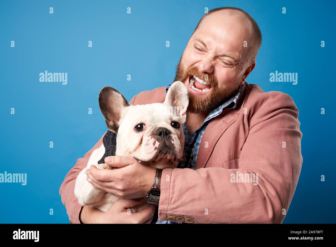 Bearded male with french bulldog in arms on empty blue background in ...