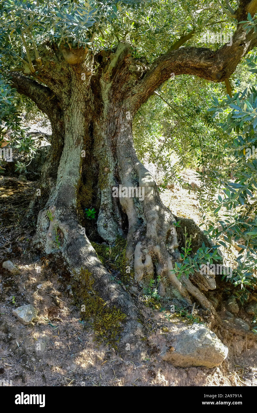 Gnarled olive tree hi-res stock photography and images - Alamy