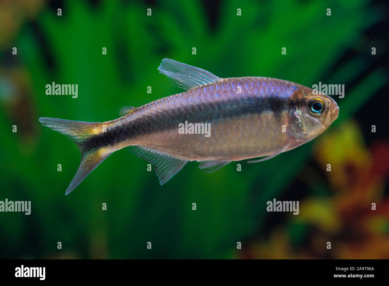 Ichthyo hi-res stock photography and images - Alamy