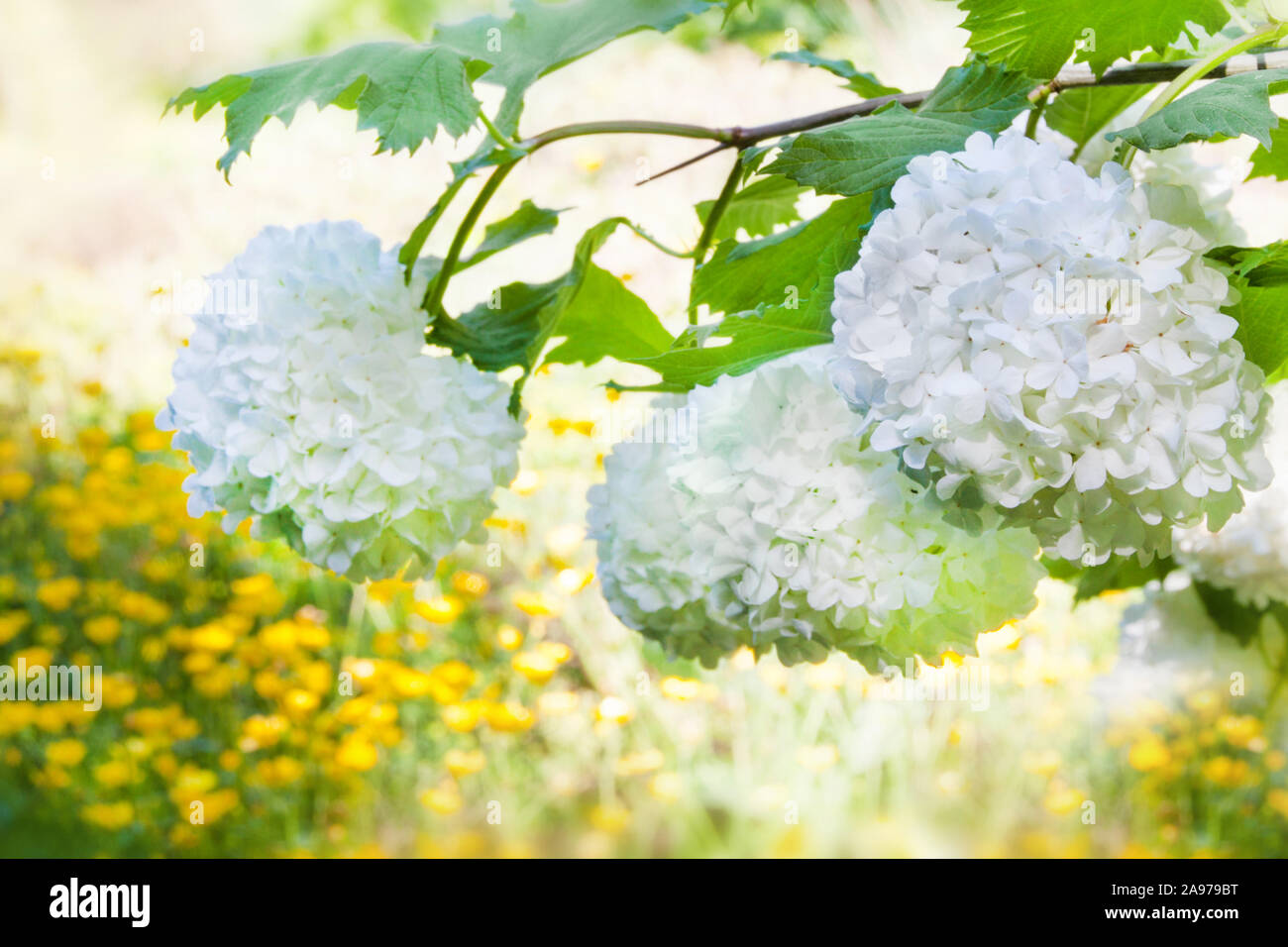 Hydrangea arborescens annabelle snowball hydrangea hi-res stock ...