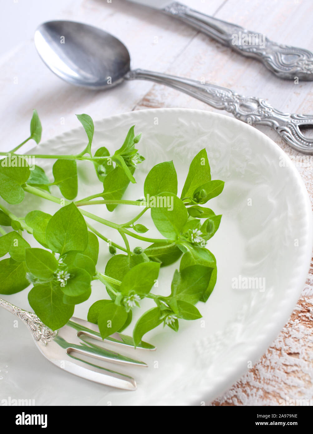 Chickweed edible hi-res stock photography and images - Alamy