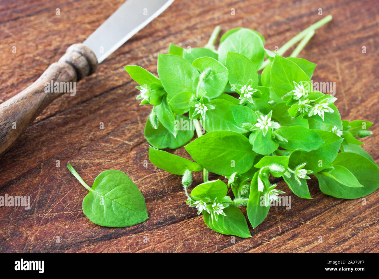 Chickweed Leaves Stock Photos & Chickweed Leaves Stock Images - Alamy