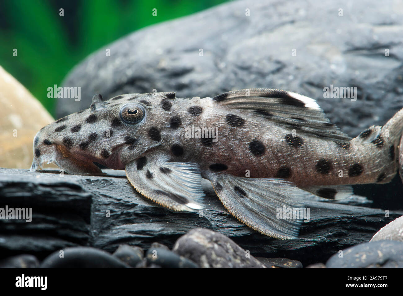 L 264 Leporacanthicus joselimai,Weissspitzen-Ruesselzahnwels,Sultan ...