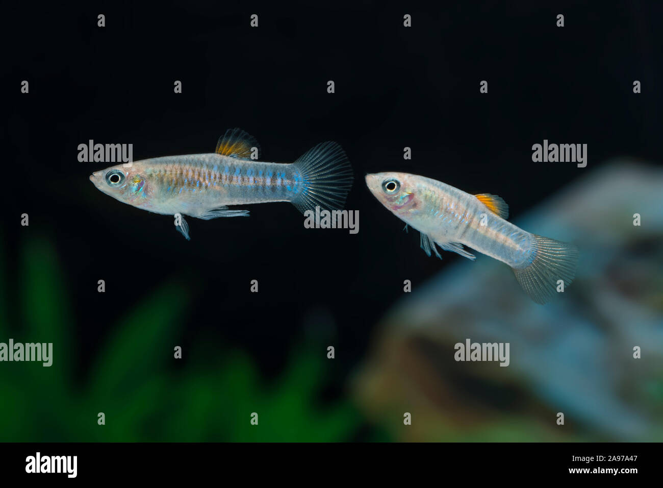 Limia hi-res stock photography and images - Alamy