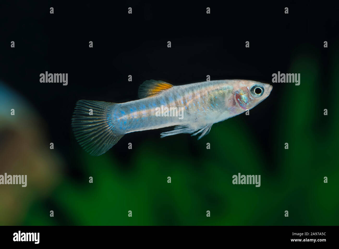 Limia hi-res stock photography and images - Alamy