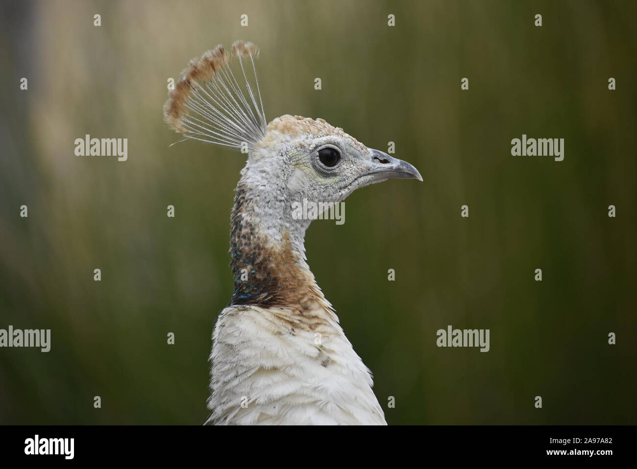 Peahen close up hi-res stock photography and images - Alamy