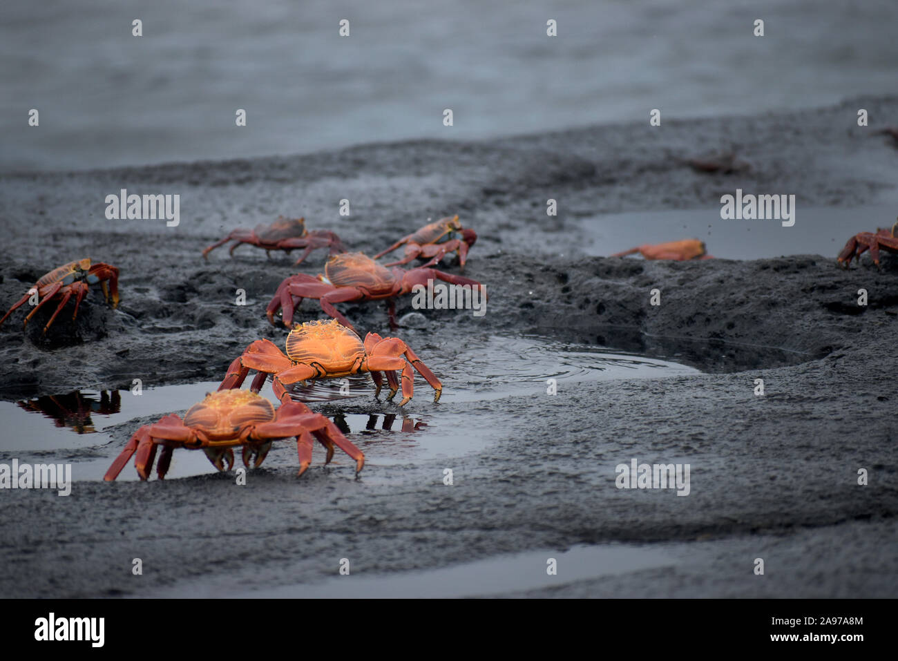 Sally light foot crabs Stock Photo - Alamy