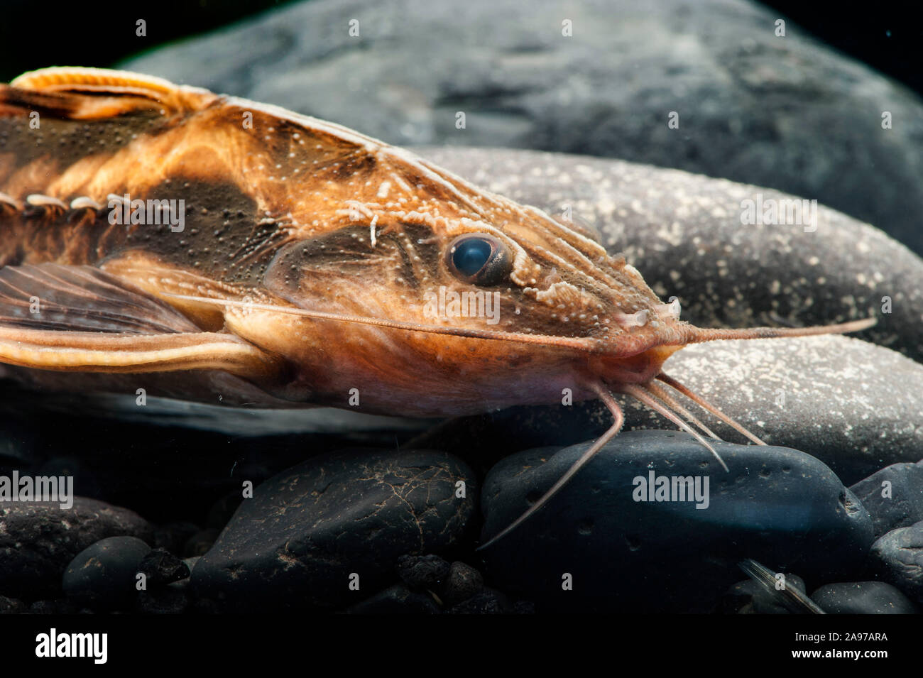Megalodoras uranoscopus,Schneckendornwels,Giant Raphael Catfish Stock ...