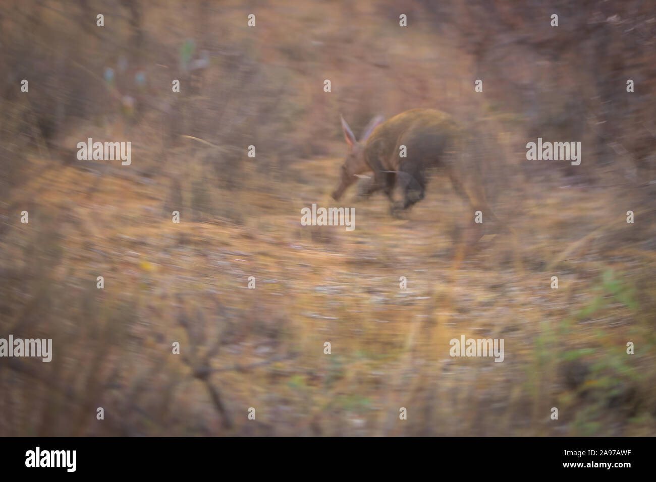 Aardvark running away in the bush in the Welgevonden game reserve ...
