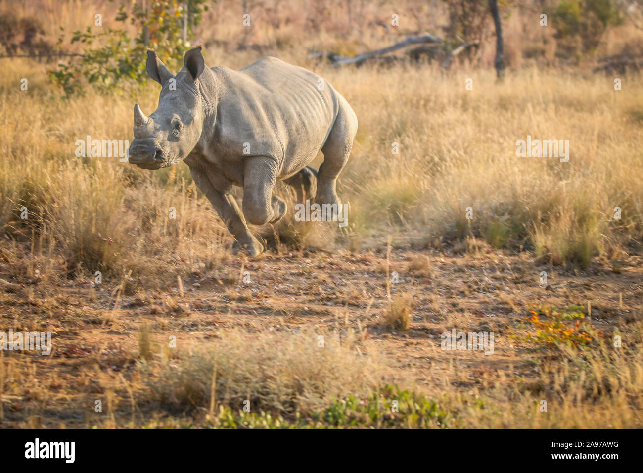 White rhino running in the grass, South Africa Stock Photo - Alamy