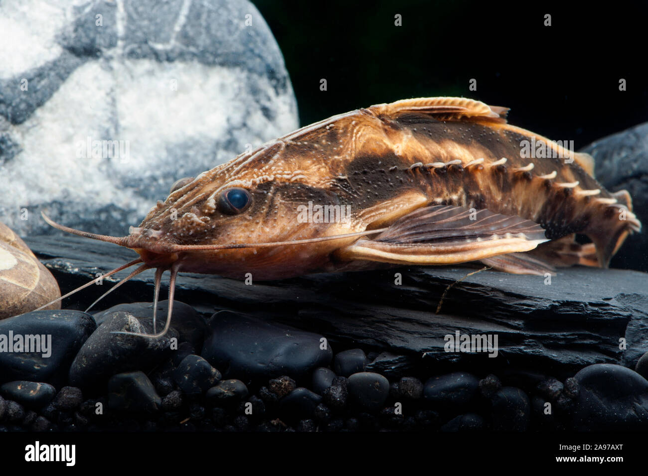 Full Grown Raphael Catfish