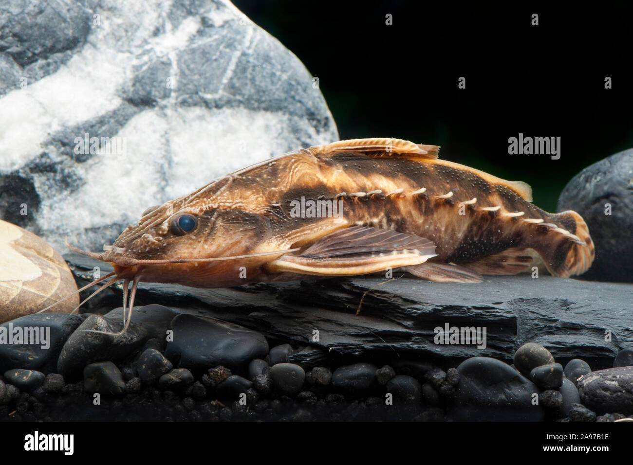 Giant Raphael Catfish