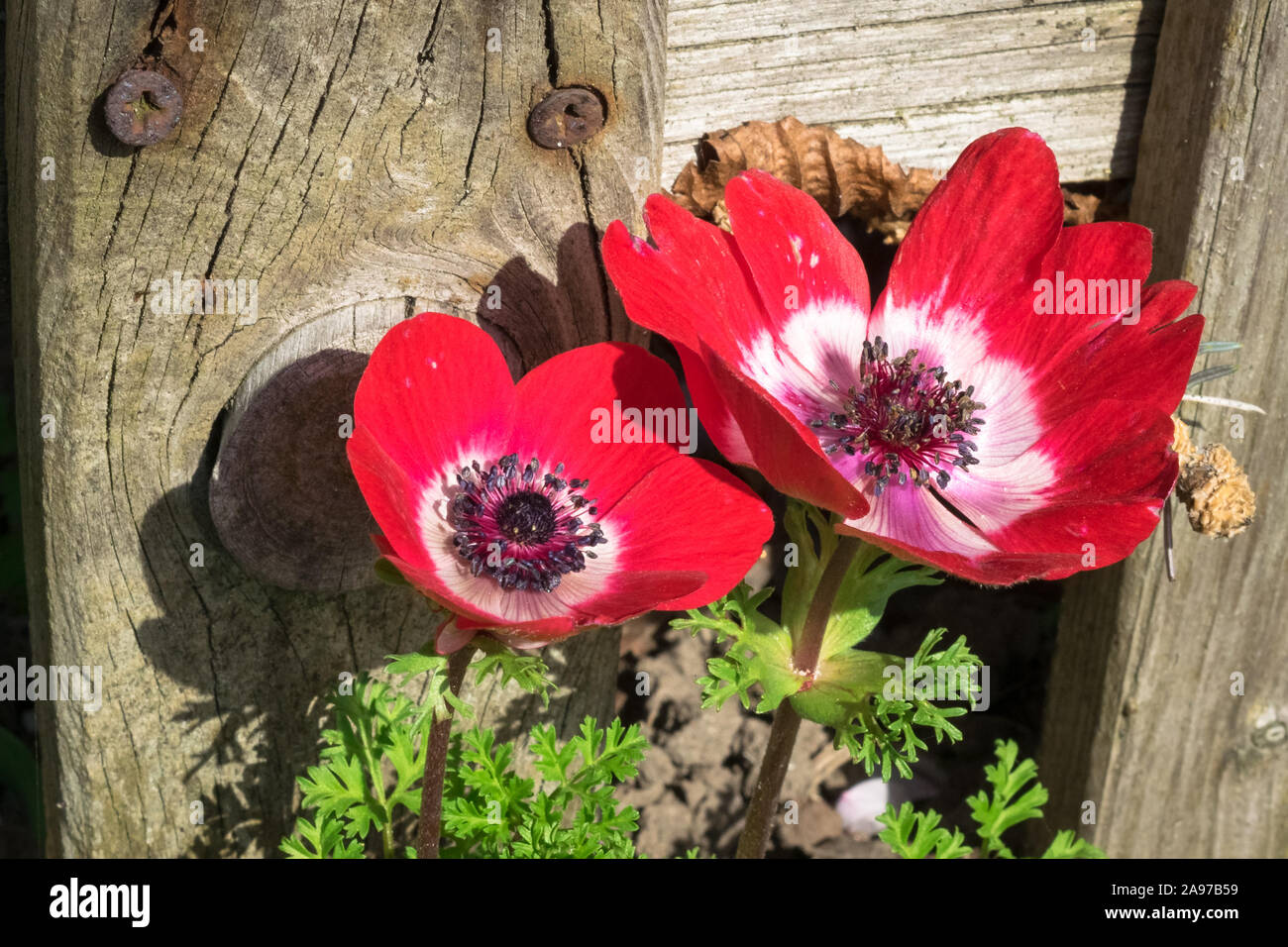 Red wildflowers hi-res stock photography and images - Alamy