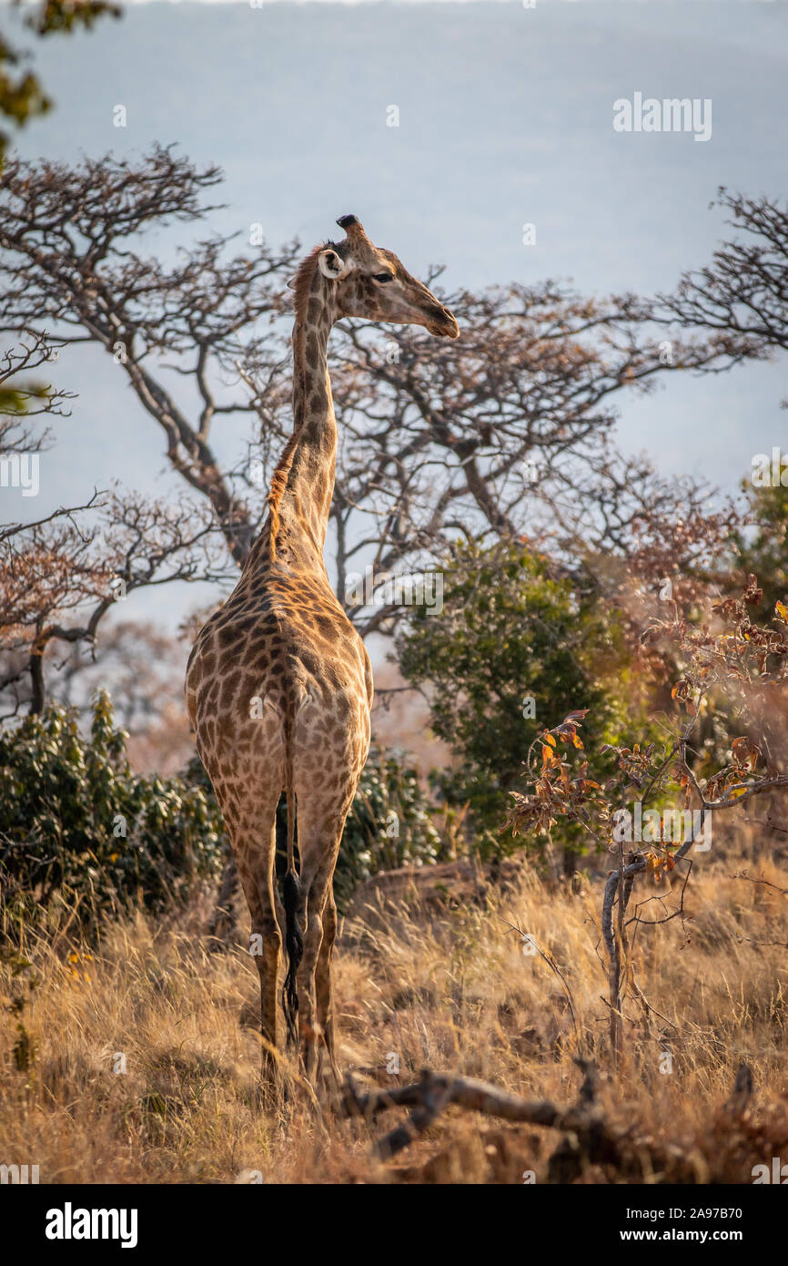 Giraffe standing in the African bush in the Welgevonden game reserve ...