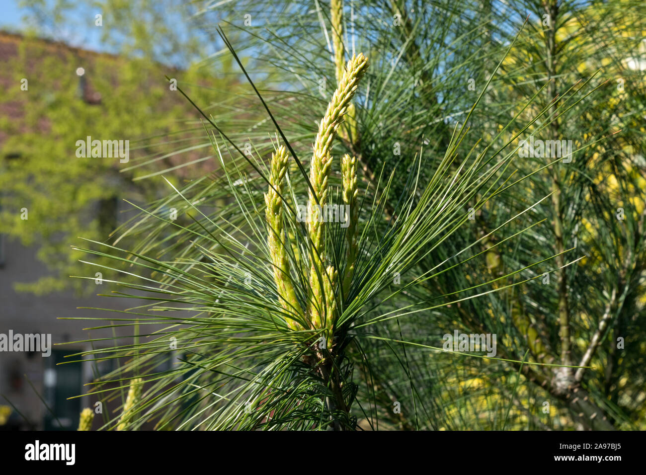 Himalayan flora and fauna hi-res stock photography and images - Alamy